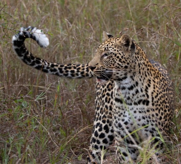A Week in the Bush Vol. 548 I Sabi Sabi