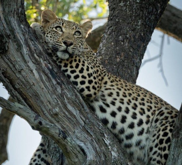 A Week in the Bush Vol. 449 | Sabi Sabi