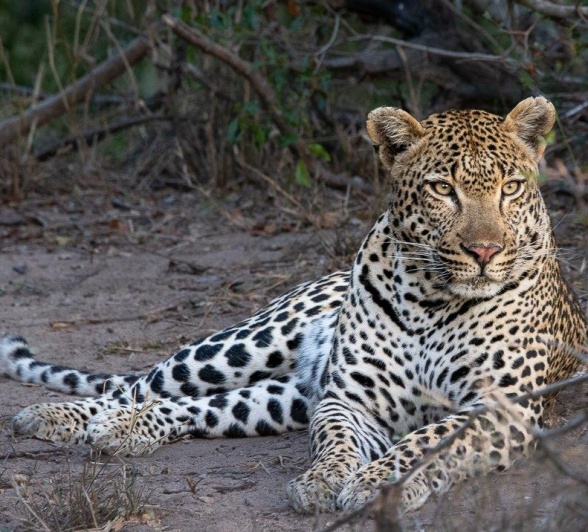 A Week in the Bush Vol. 471 | Sabi Sabi