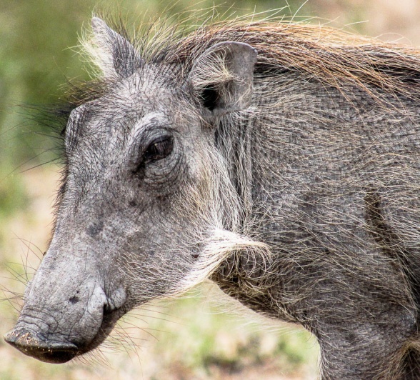 The not so well known ‘Ugly Five’ | Sabi Sabi