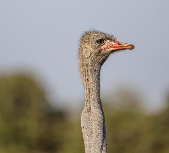 A Week in the Bush Vol. 506 | Sabi Sabi