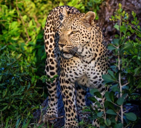 A Week in the Bush Vol. 481 | Sabi Sabi