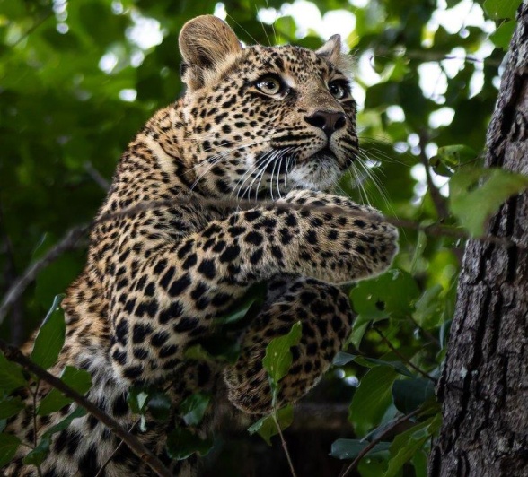 A Week in the Bush Vol. 504 | Sabi Sabi