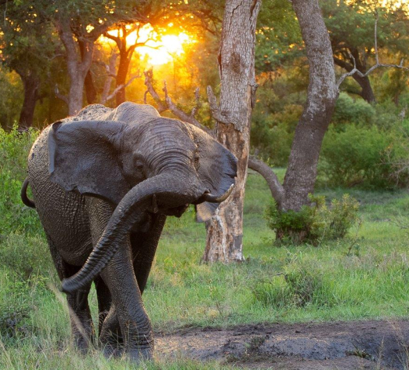 A Week in the Bush Vol.447 | Sabi Sabi