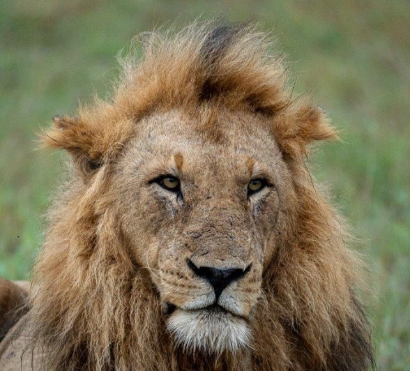 A Week in the Bush Vol. 496 | Sabi Sabi