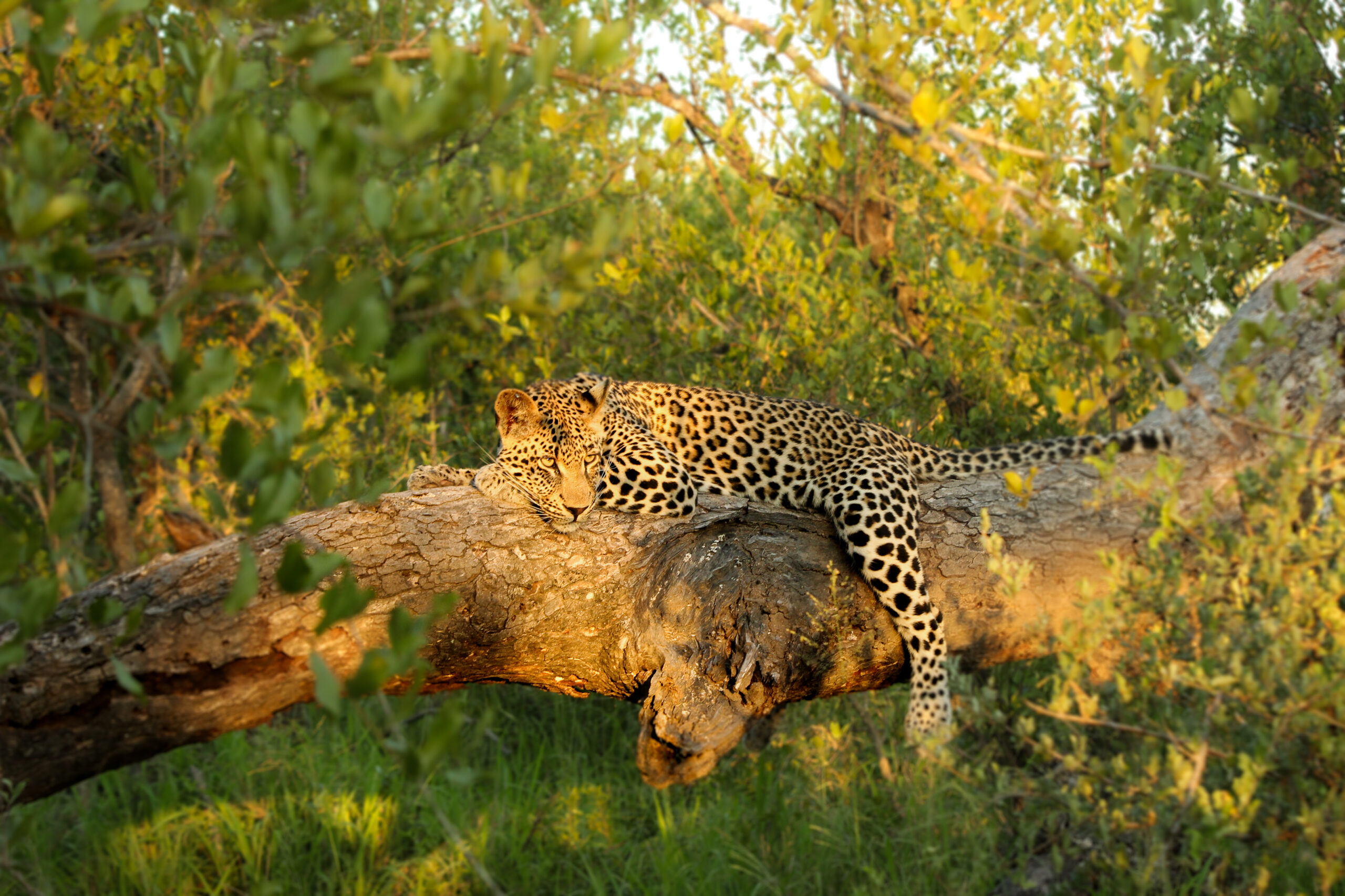 A Week in the Bush Vol. 443 | Sabi Sabi