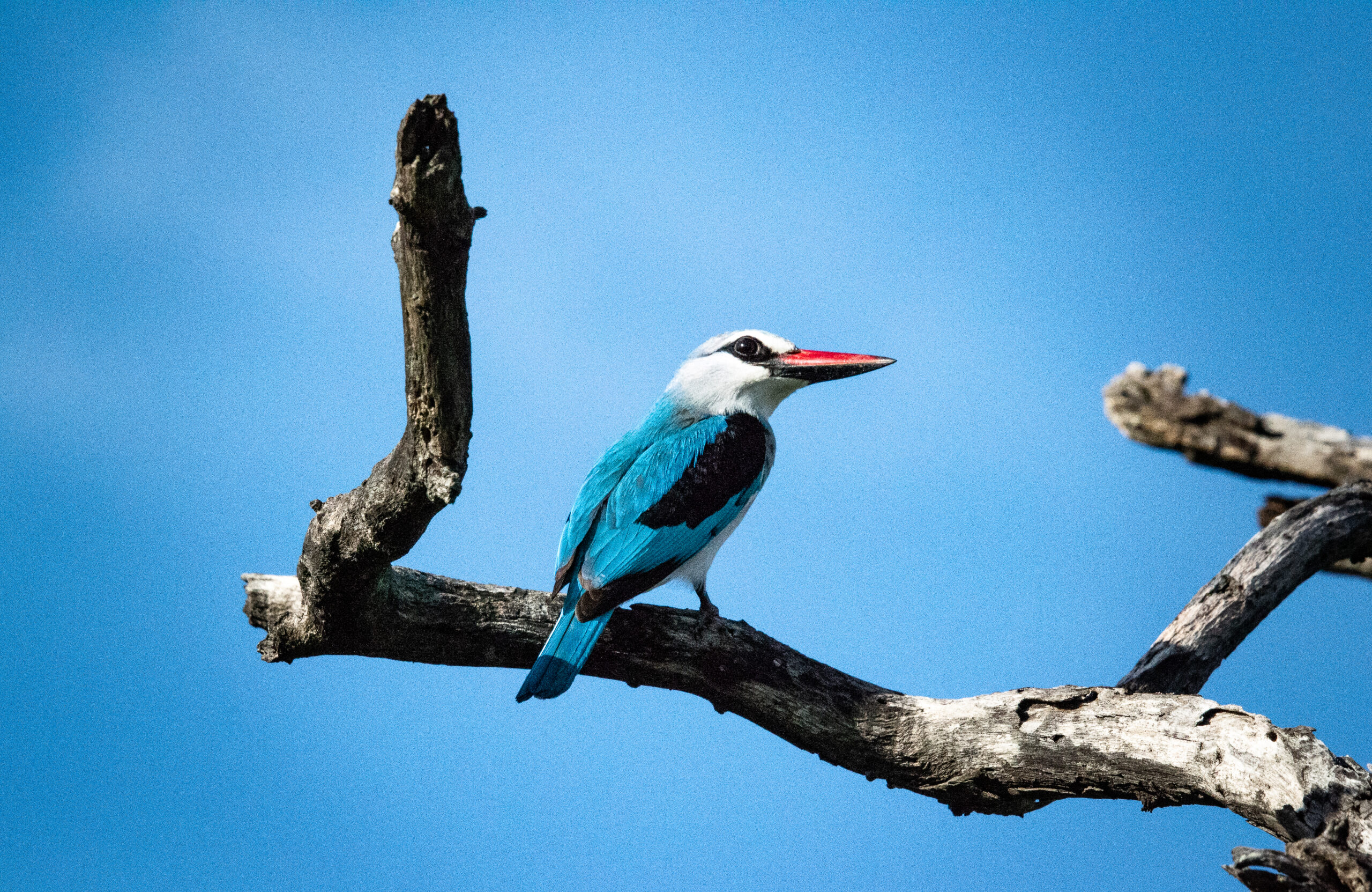 My Favourite Summer Birds | Sabi Sabi