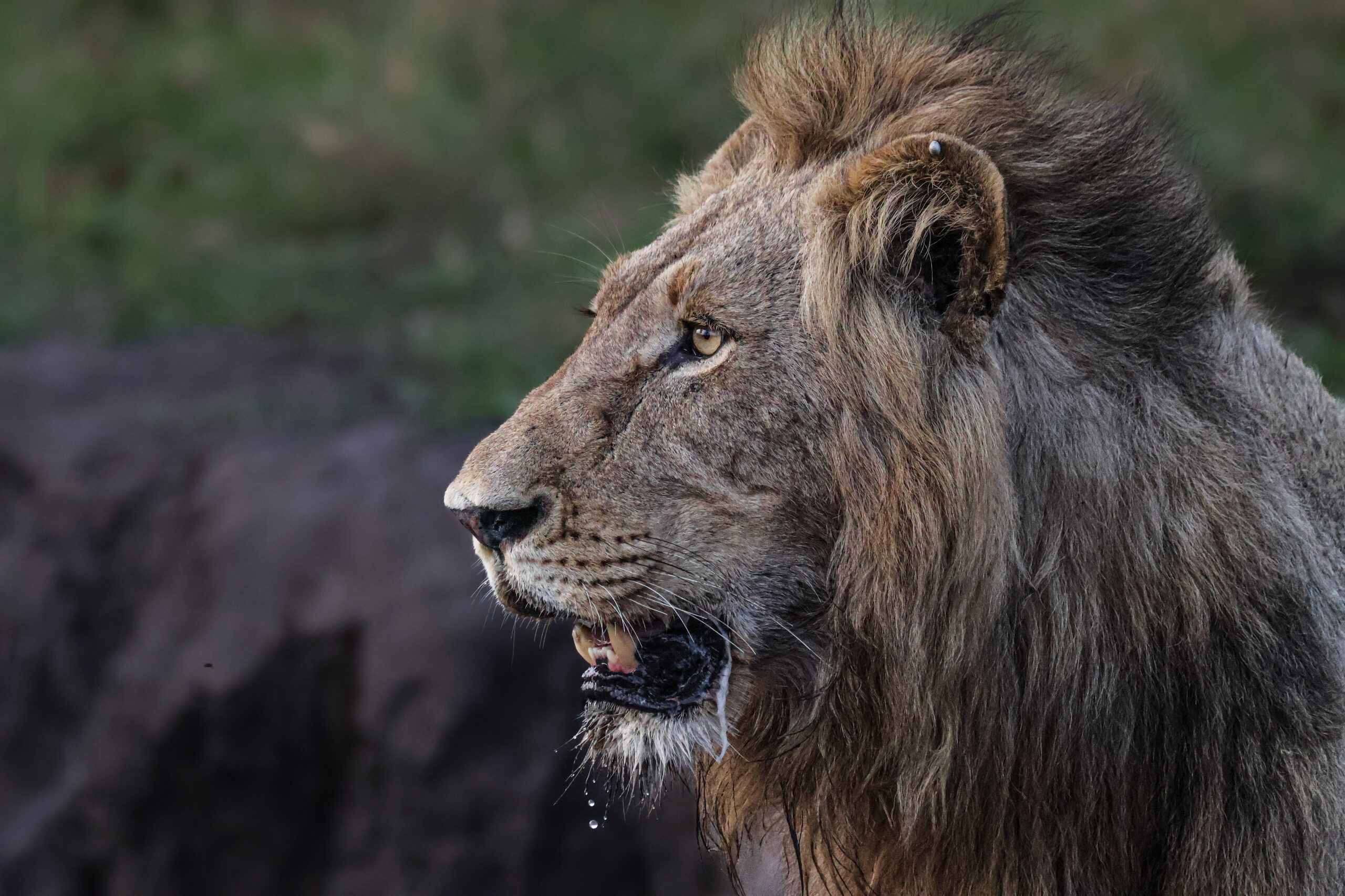 The Sabi Sabi Feeling | Sabi Sabi