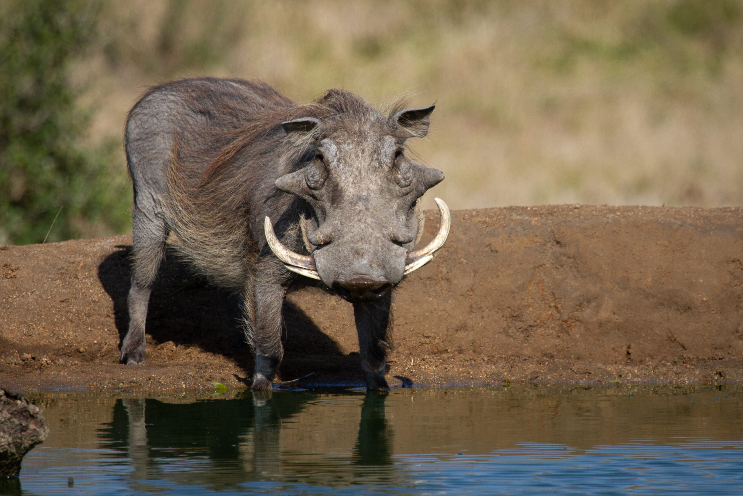 A Week in the Bush Vol. 429 | Sabi Sabi