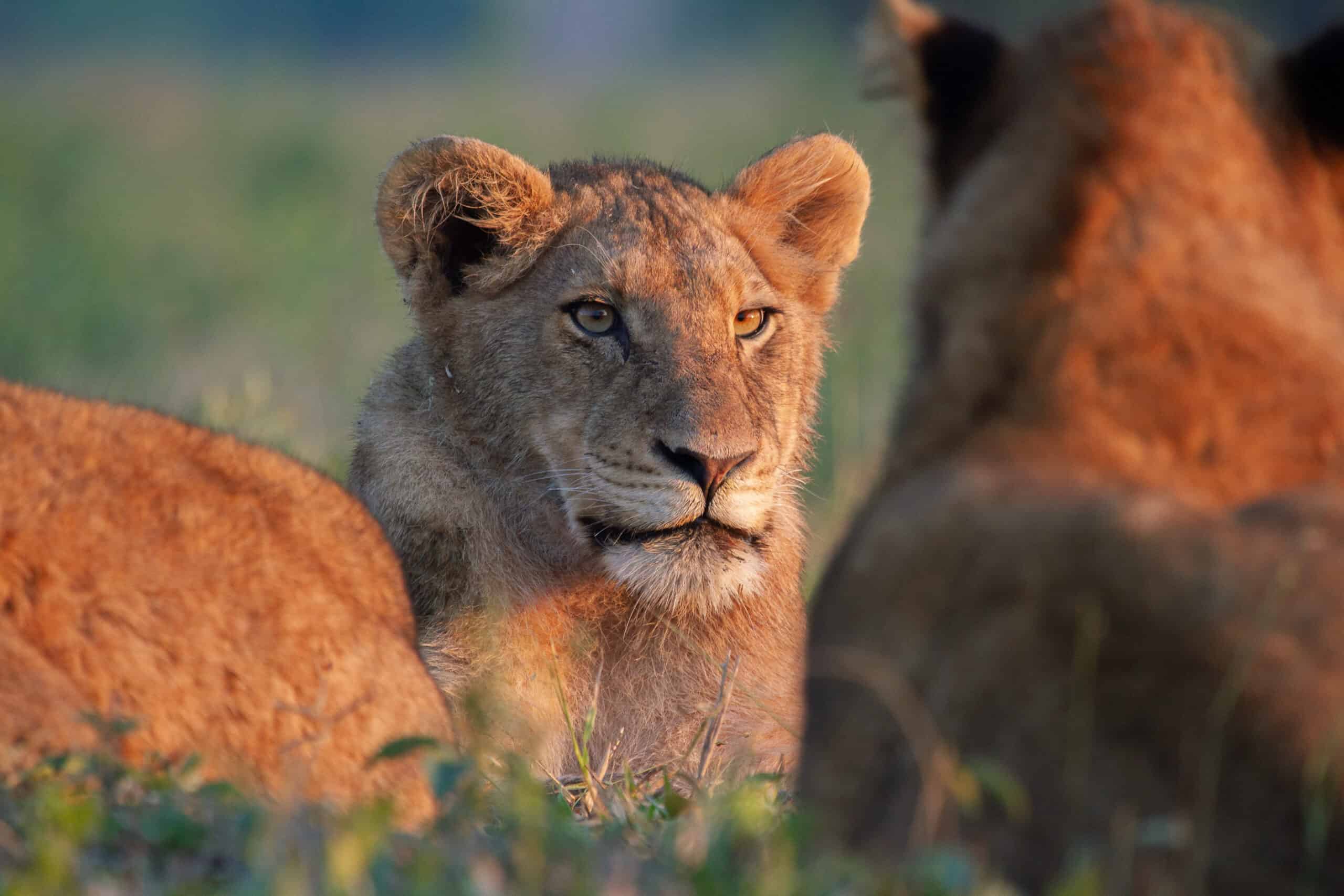 Danny’s Wildlife Photography Tips and Tricks Volume 1 | Sabi Sabi