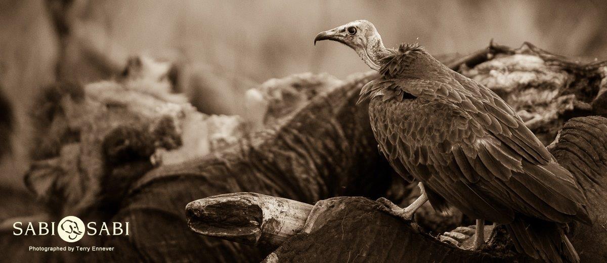 Terry’s cycle highlights: September/October | Sabi Sabi