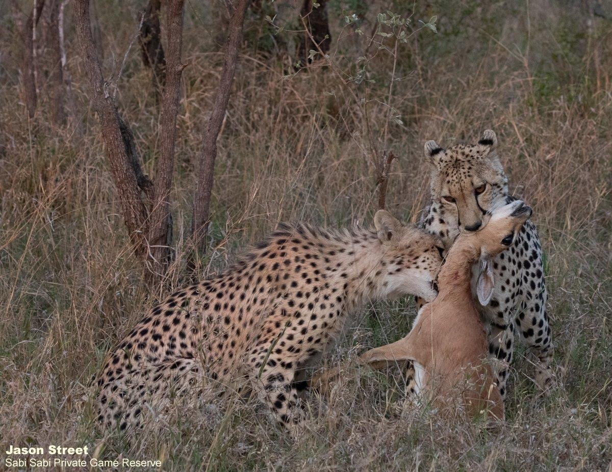 Taking Opportunities | Sabi Sabi