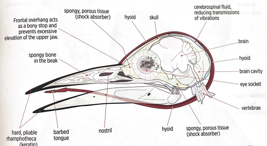 Let’s talk woodpeckers | Sabi Sabi