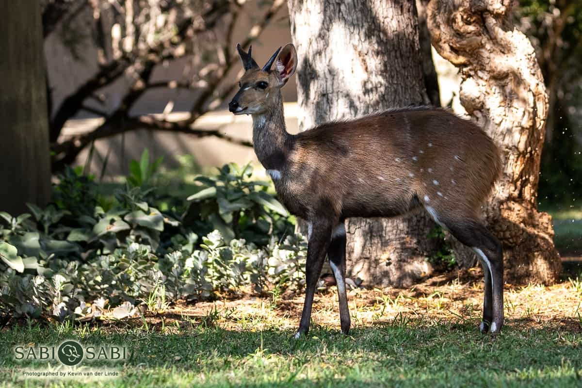 Baby Bushbuck