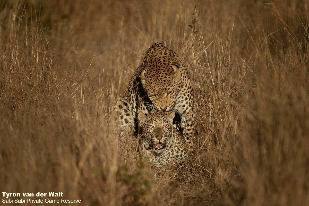 The experience of leopards mating | Sabi Sabi