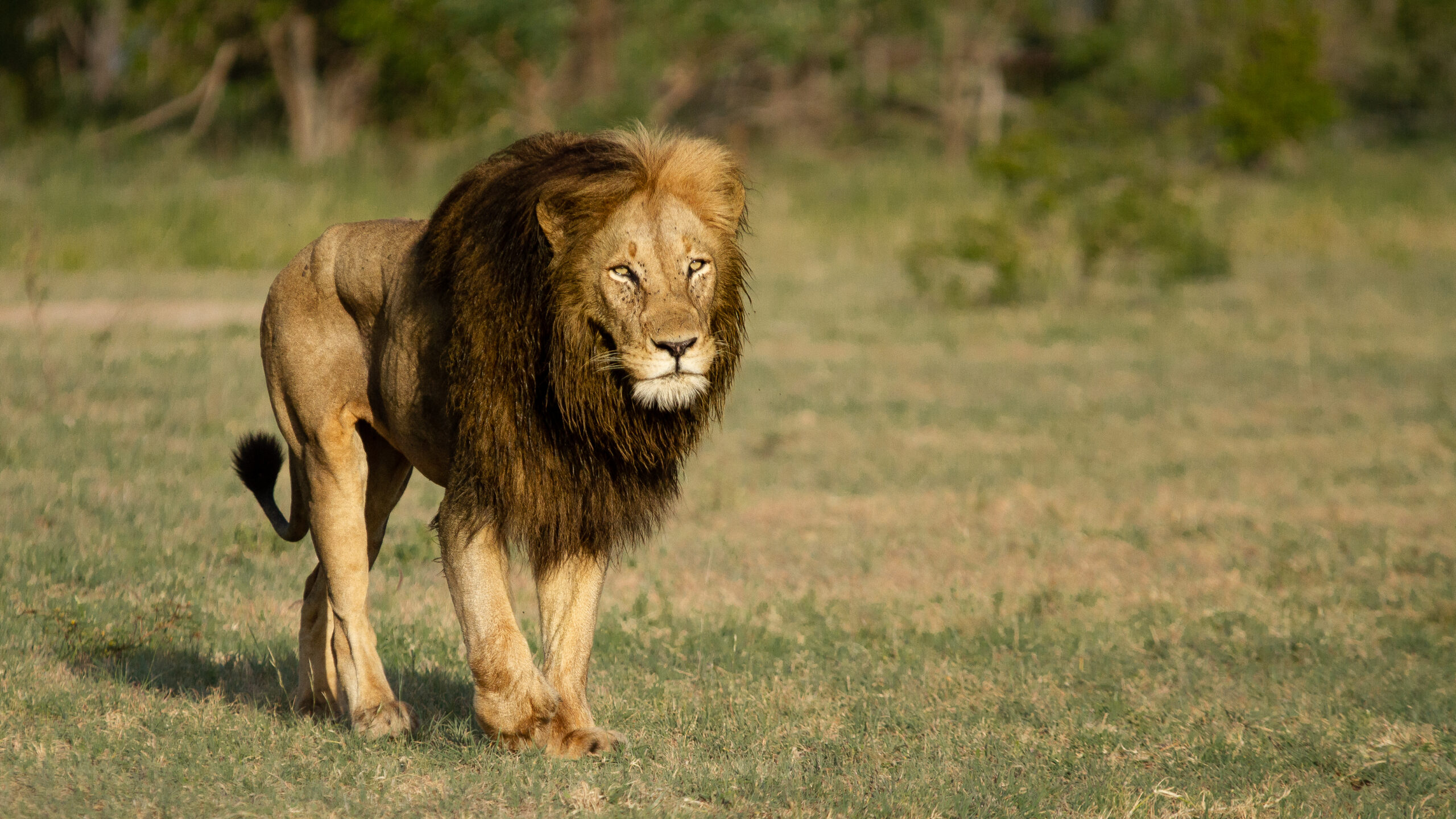Male Lion Pride