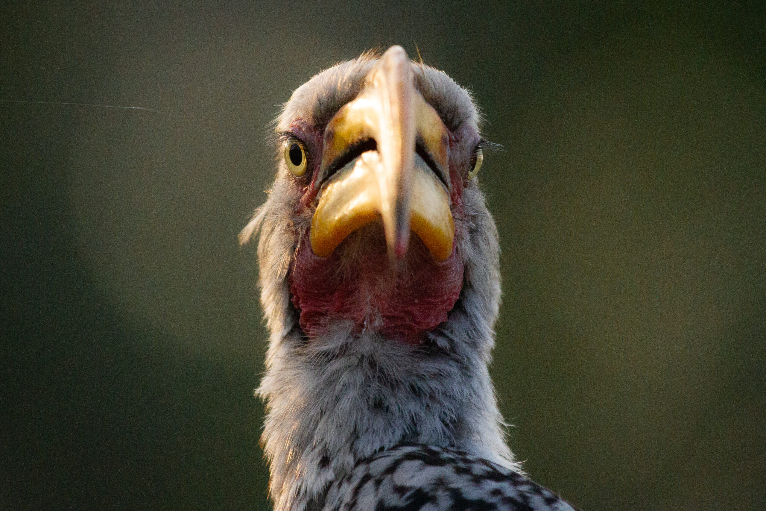 Danny’s Wildlife Photography Tips and Tricks Volume 3 | Sabi Sabi