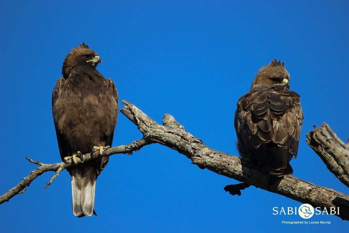 Wahlberg’s Eagle | Sabi Sabi