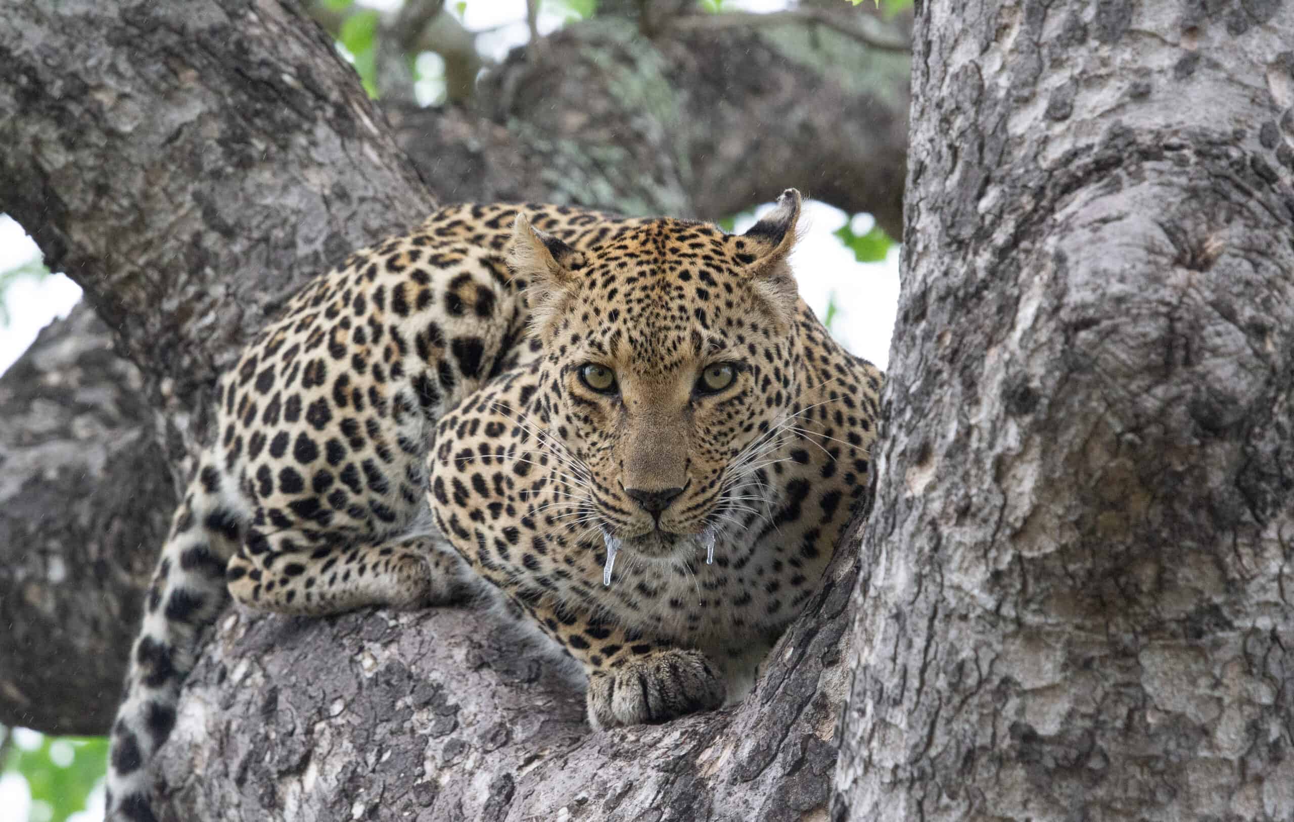 A Territorial Dispute | Sabi Sabi