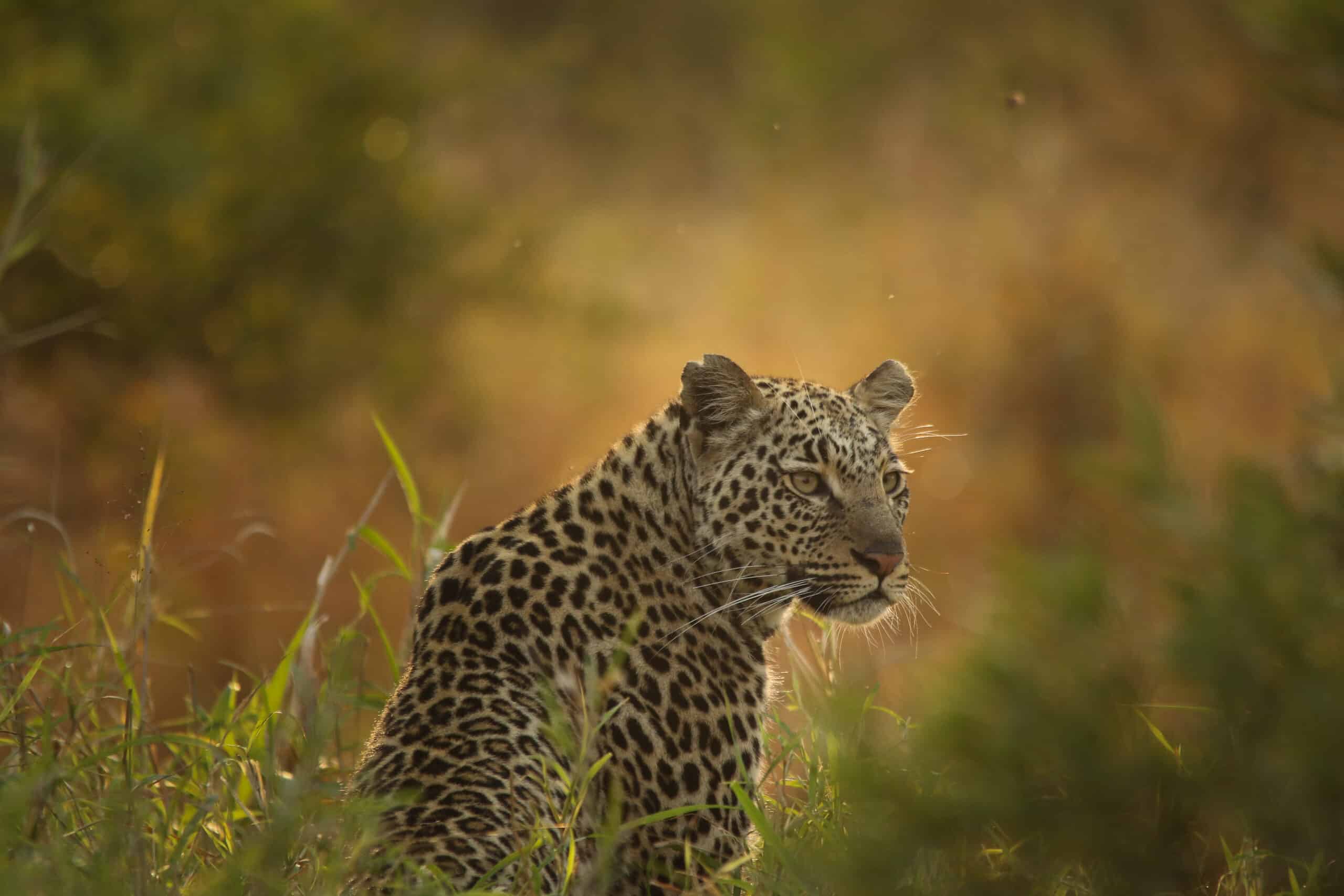 Spotting Spots | Sabi Sabi