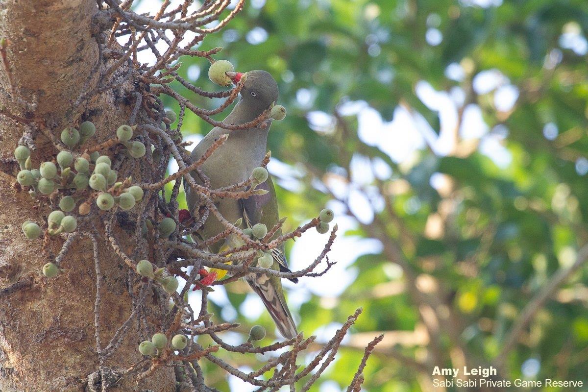 The Queen of Trees | Sabi Sabi