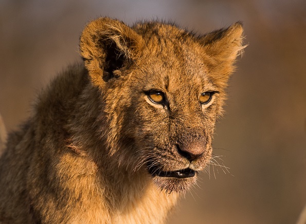 Pic of the Week #45 | Sabi Sabi