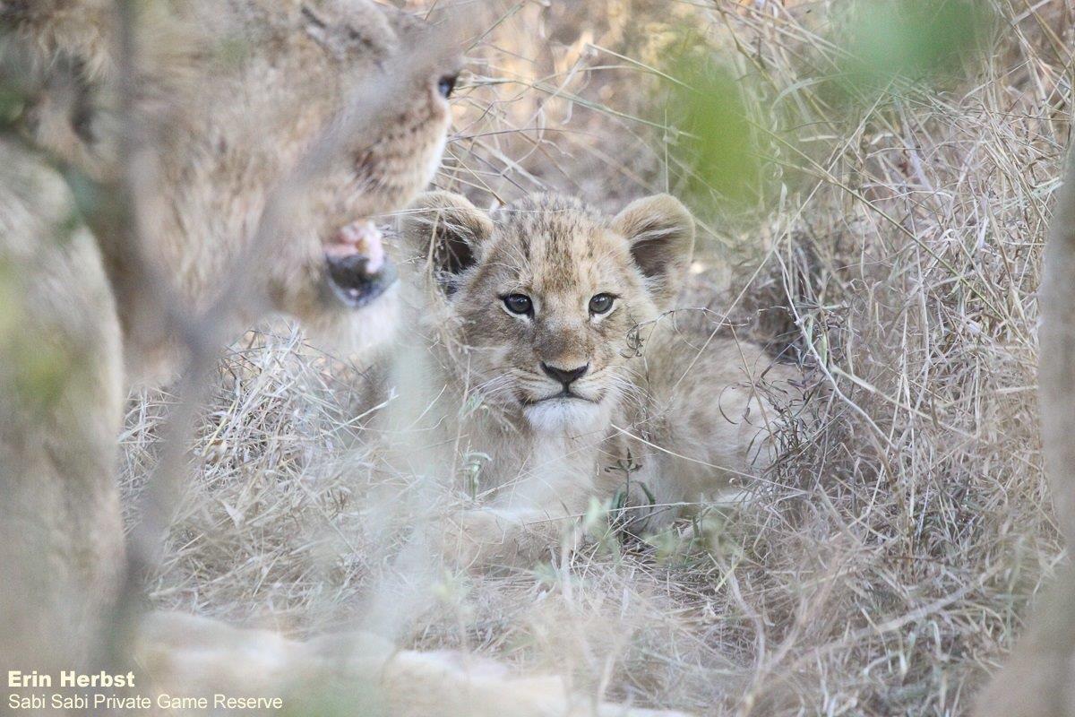 The new cubs on the block | Sabi Sabi