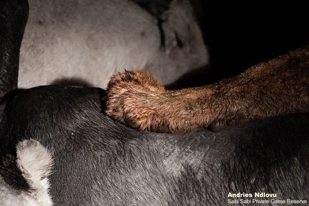 Terrapins, Dwarf Mongoose and All That Followed… | Sabi Sabi