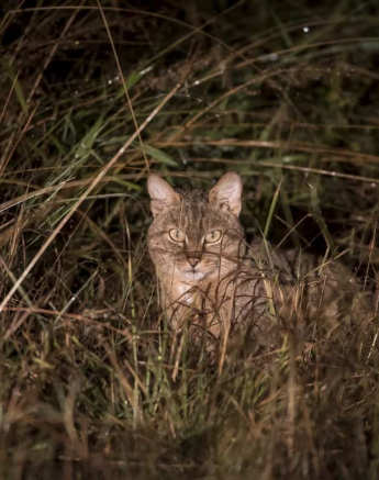 African Wild Cat | Sabi Sabi