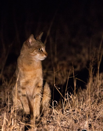 African Wild Cat | Sabi Sabi