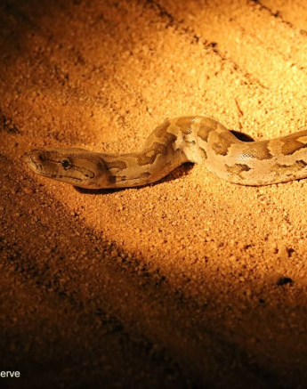 Southern African Rock Python | Sabi Sabi
