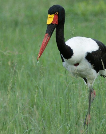 Beaks, Feathers & Colours | Sabi Sabi