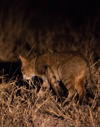 African Wild Cat | Sabi Sabi