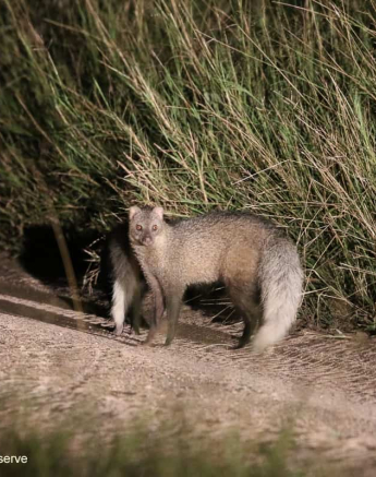 White-tailed Mongoose | Sabi Sabi