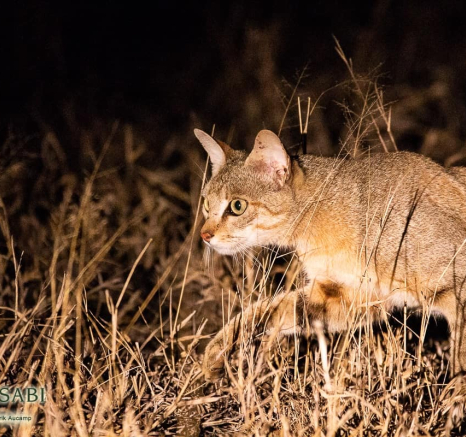 African Wild Cat | Sabi Sabi