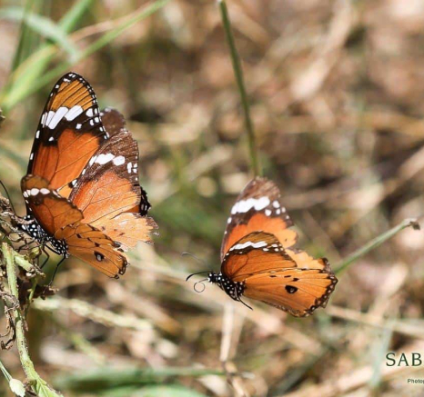 Butterfly | Sabi Sabi