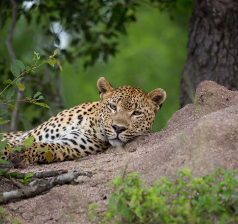 It’s all about the Leopards (Part 1) | Sabi Sabi Blog
