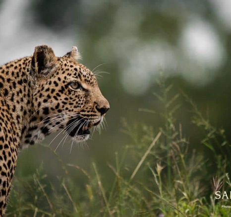 A Week in the Bush Vol. 205 | Sabi Sabi
