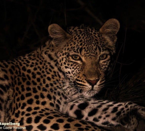 A Week in the Bush Vol. 431 | Sabi Sabi
