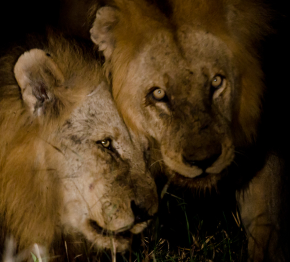 Mapogo Male Lions | Sabi Sabi Blog