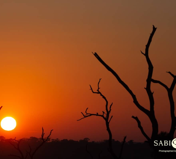 Bushveld Sunrise | Sabi Sabi