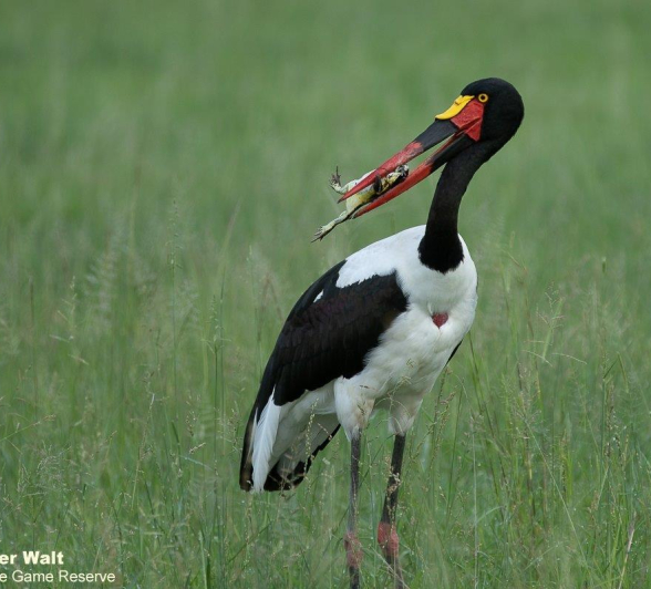 Beaks, Feathers & Colours | Sabi Sabi