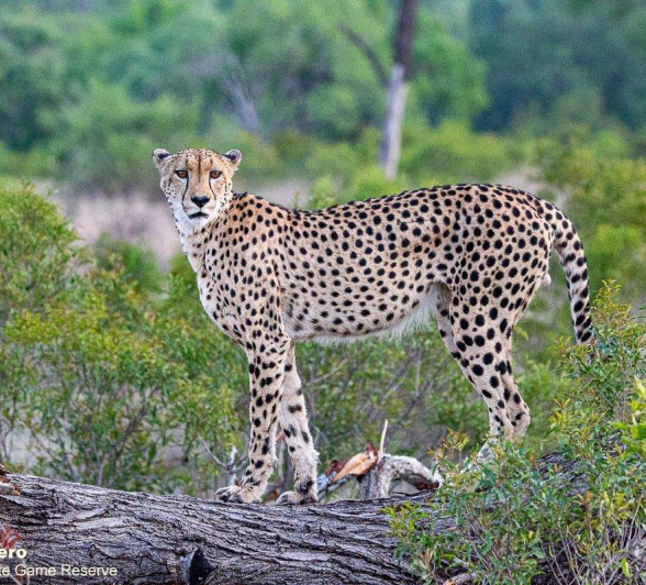 A Week in the Bush Vol. 337 | Sabi Sabi
