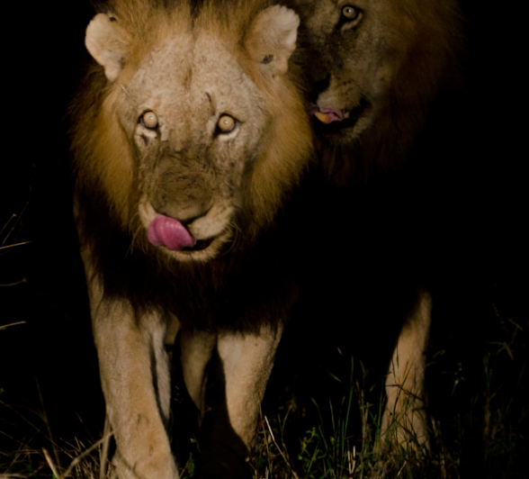 Mapogo Male Lions | Sabi Sabi Blog