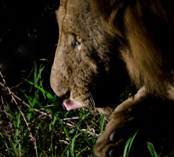 Mapogo Male Lions | Sabi Sabi Blog