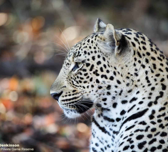Memories over the years | Sabi Sabi