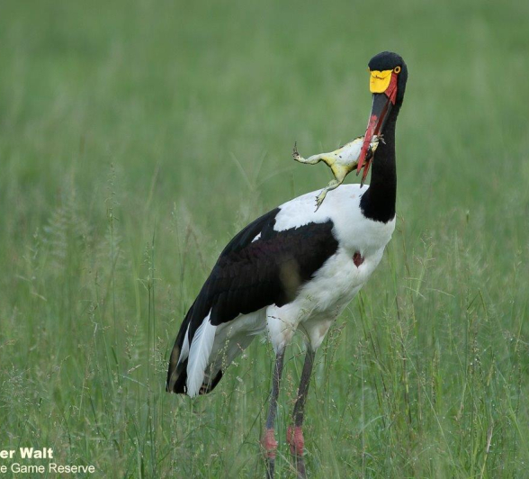 Beaks, Feathers & Colours | Sabi Sabi