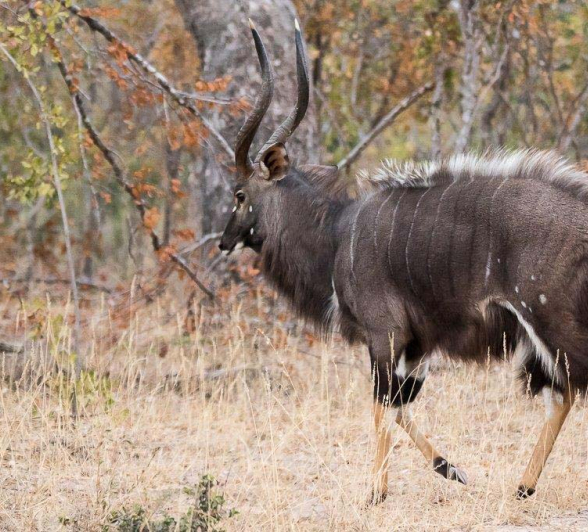 How animals became colourful | Sabi Sabi