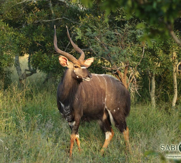 Nyala | Sabi Sabi