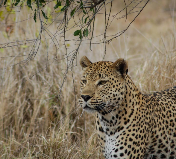 The call of silence | Sabi Sabi Blog